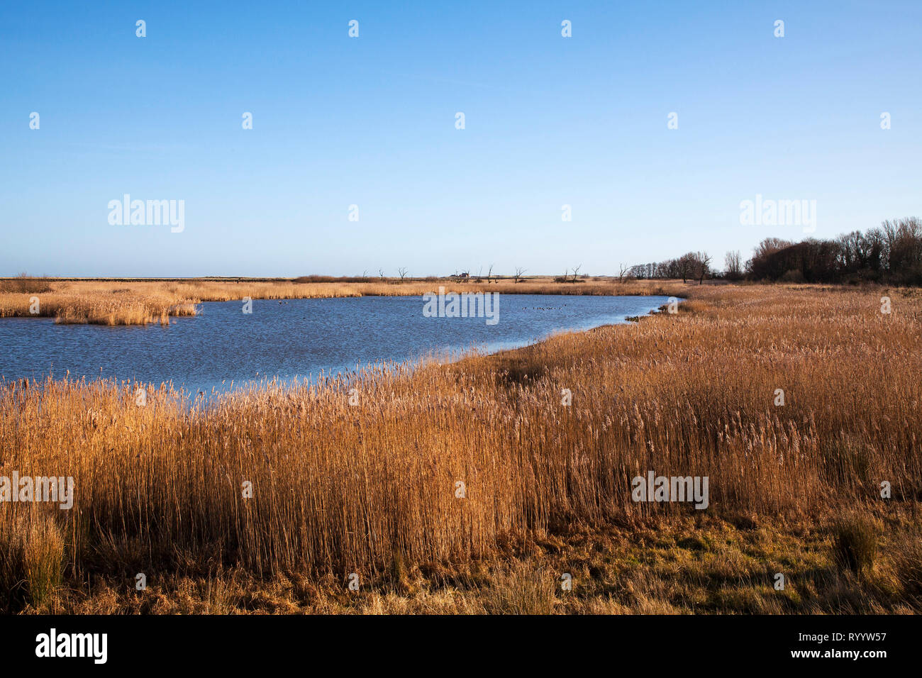 Pools and reedbed, Titchwell Marsh RSPB reserve, Norfolk, England, UK ...
