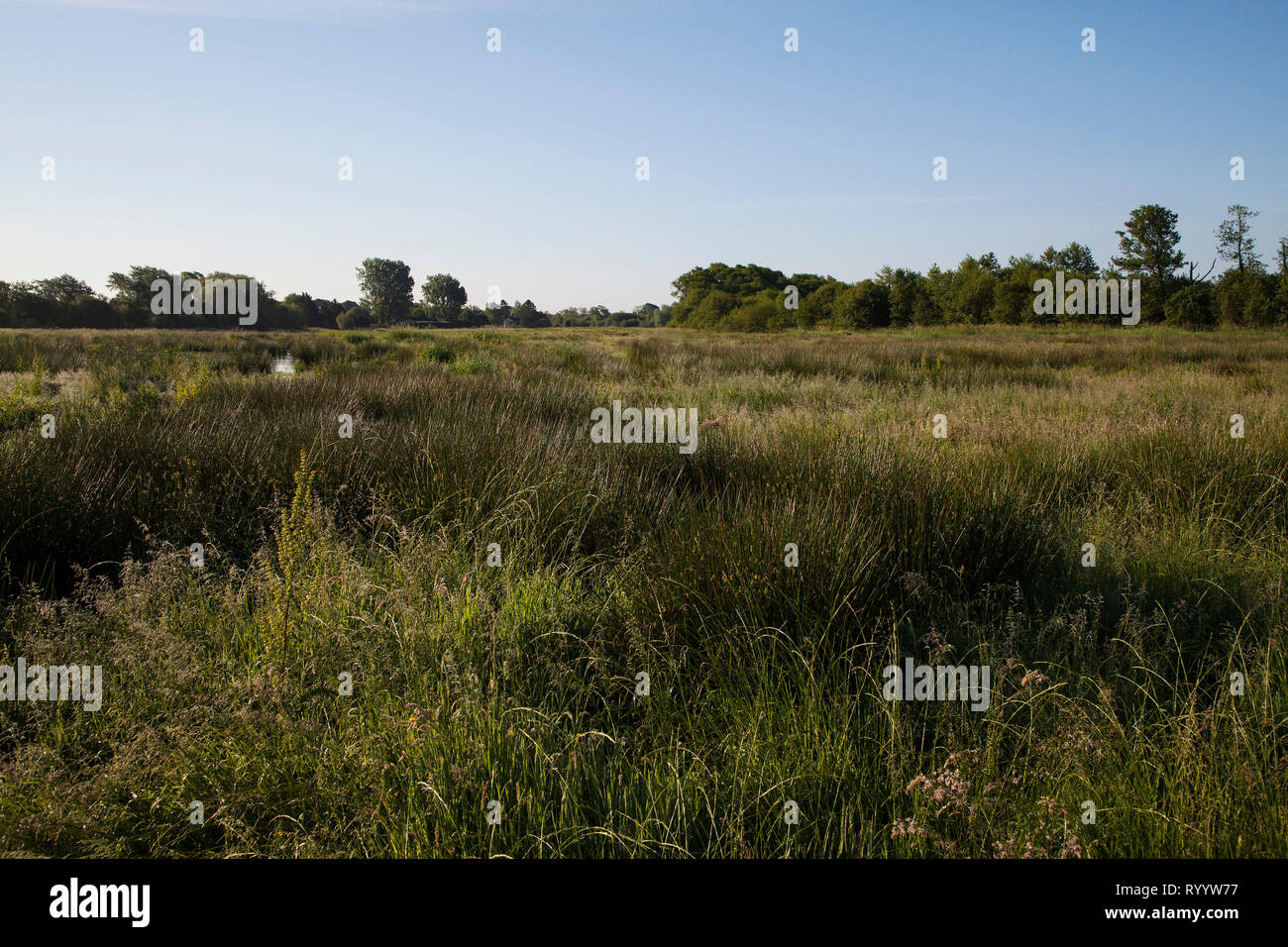 Water meadows and the River Avon, Avon Valley SSSI, Ringwood, Hampshire ...