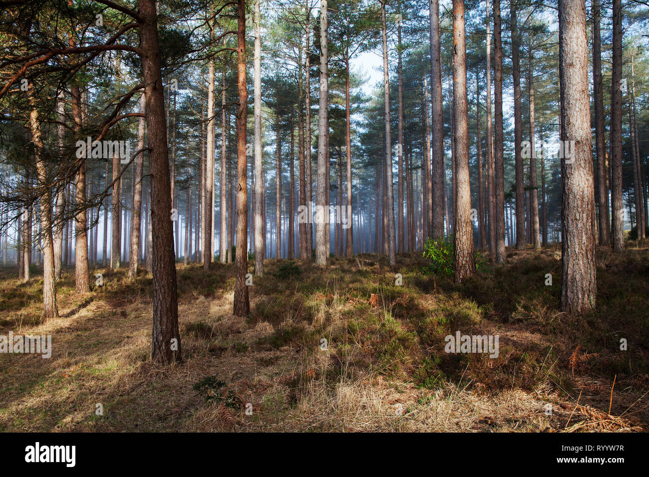 Wareham forest hi-res stock photography and images - Alamy