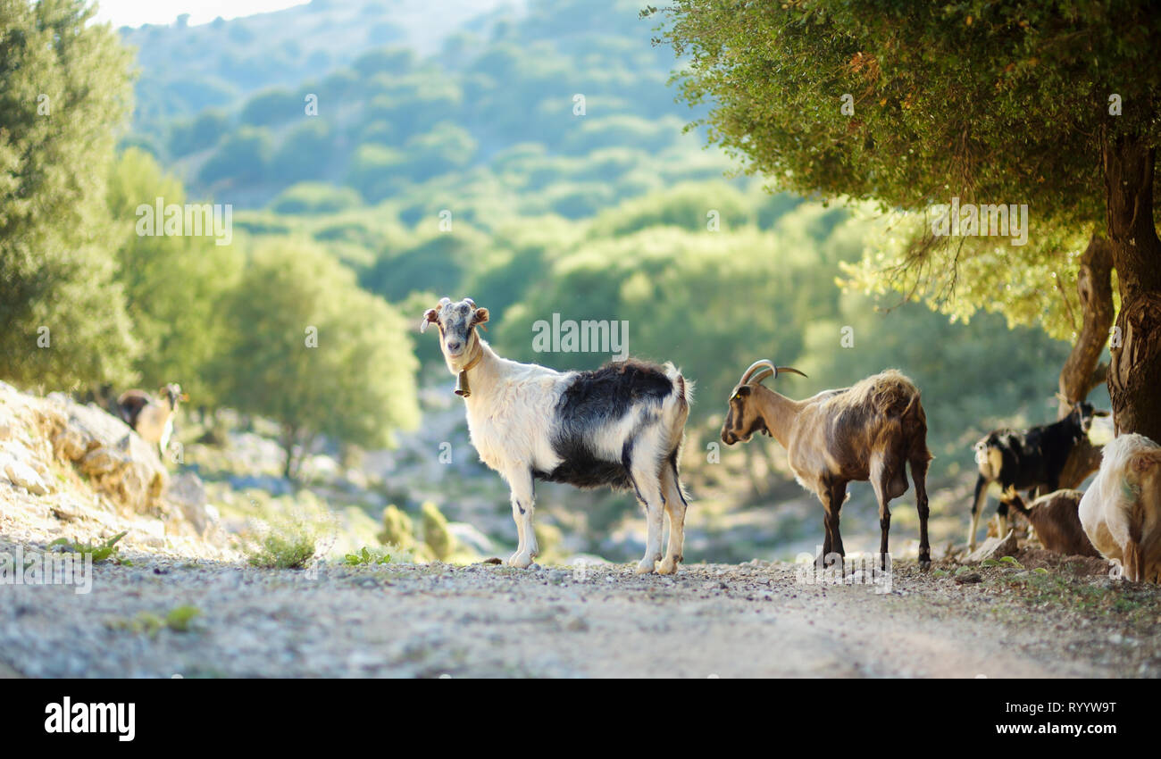 Herd of goats grazing by the road in rocky area of Peloponnese ...