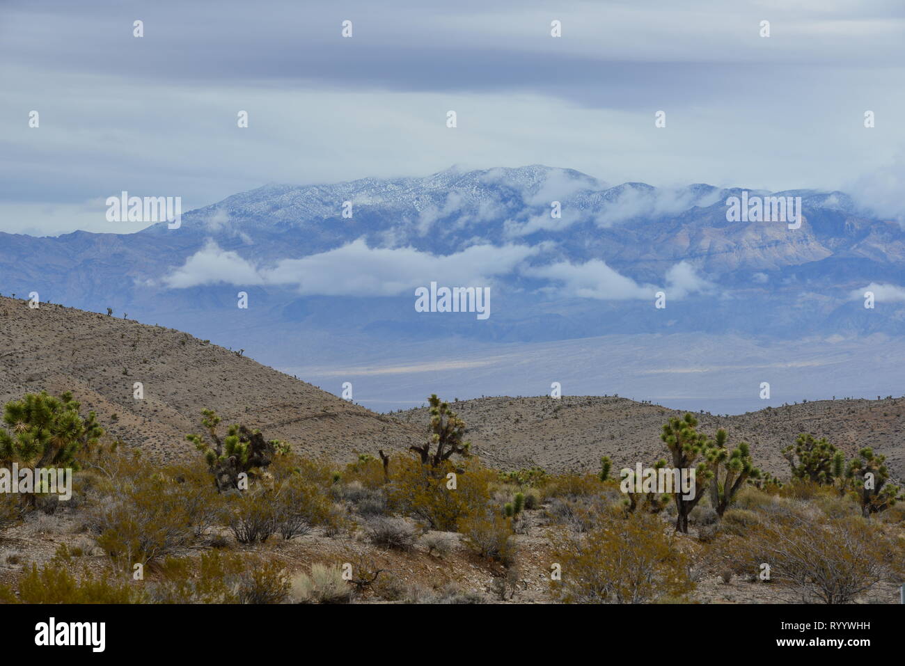 The Mojave desert Nevada early in the morning in March Stock Photo - Alamy