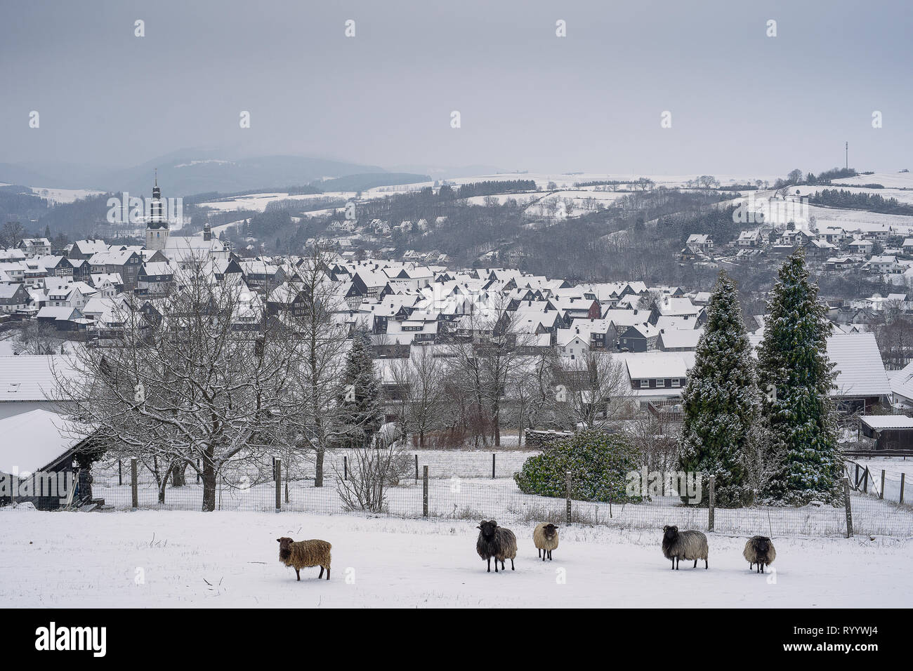 Landscape from the german city Hallenberg with goats Stock Photo - Alamy