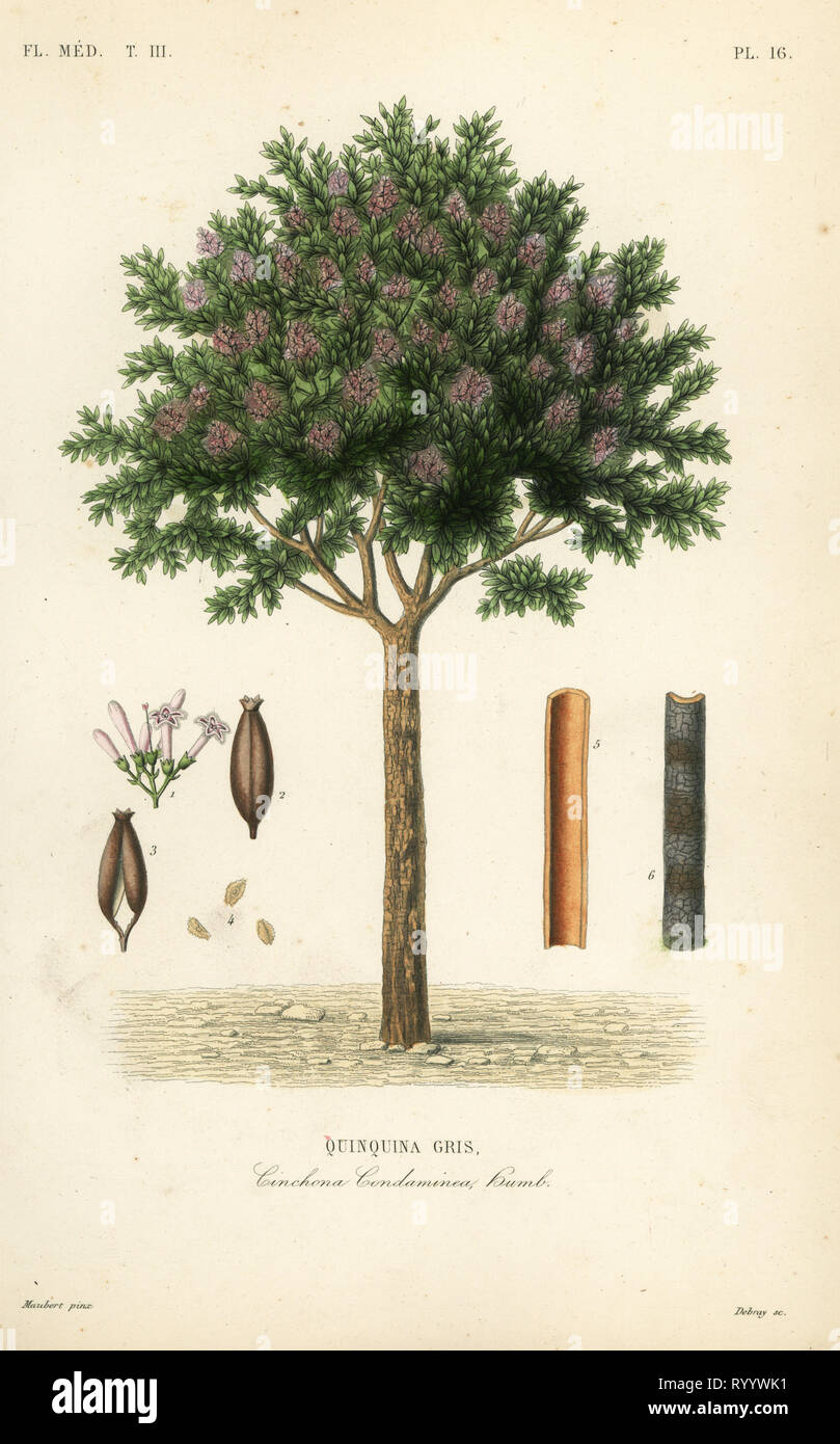 Quinine or cinchona bark, Cinchona officinalis, Cinchona condaminea ...