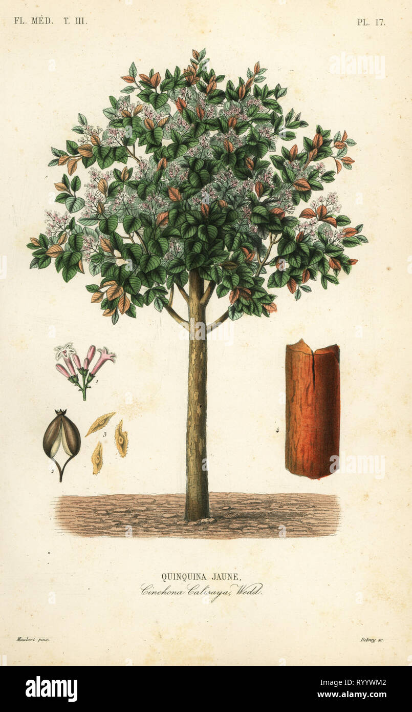 Cinchona calisaya bark hi-res stock photography and images - Alamy