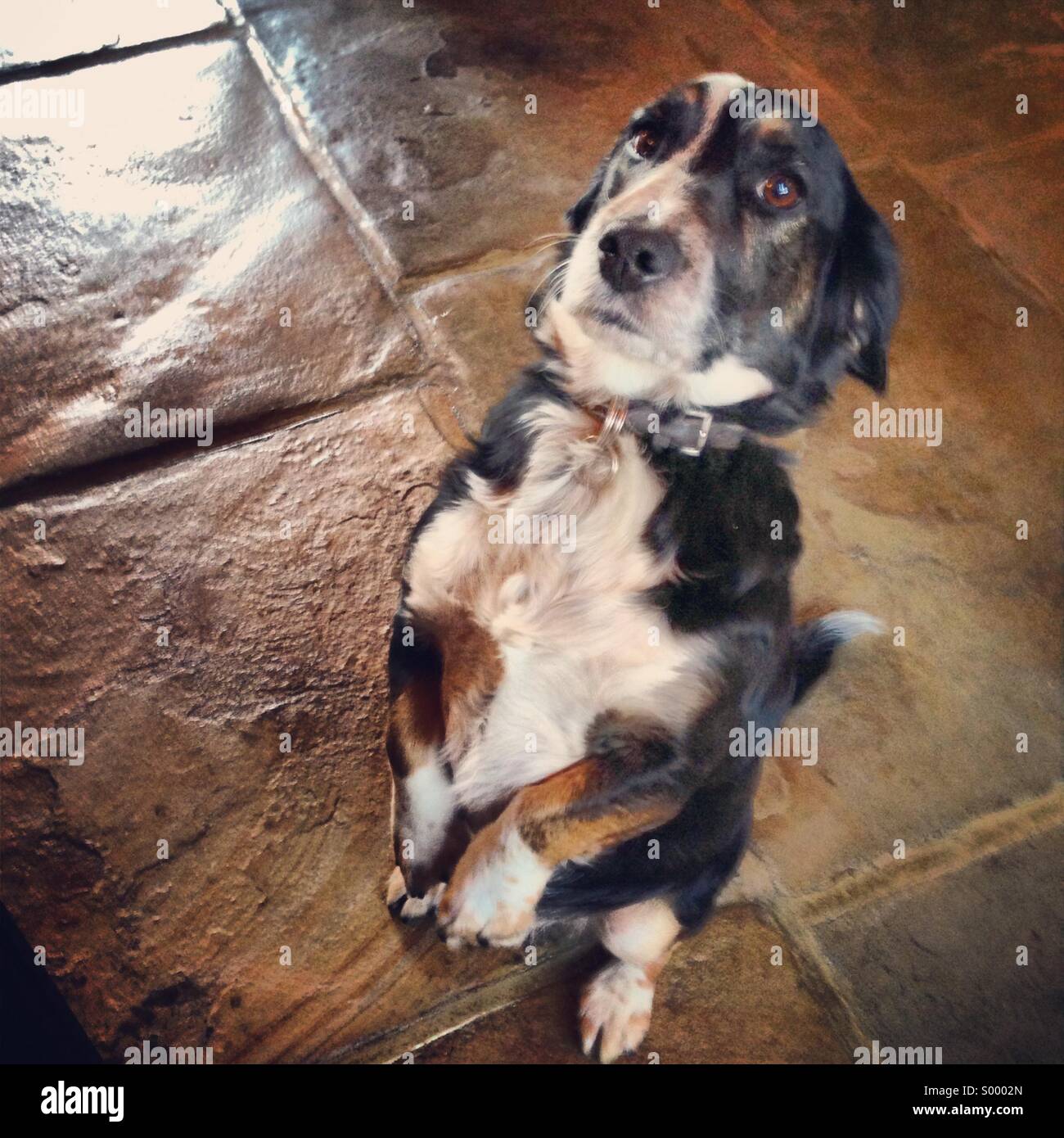 A funny dog standing up Stock Photo - Alamy