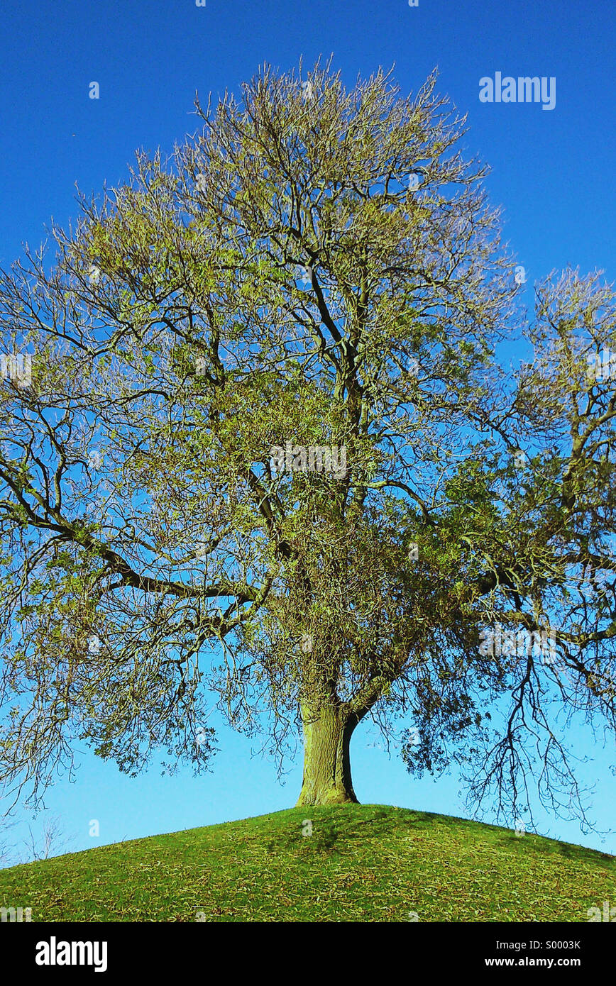 Lone tree hill hi-res stock photography and images - Alamy