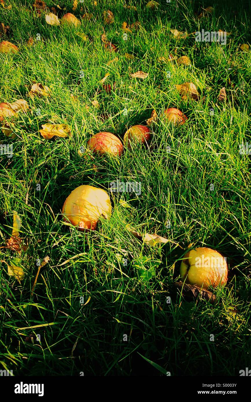Fruits fallen on ground hi-res stock photography and images - Alamy