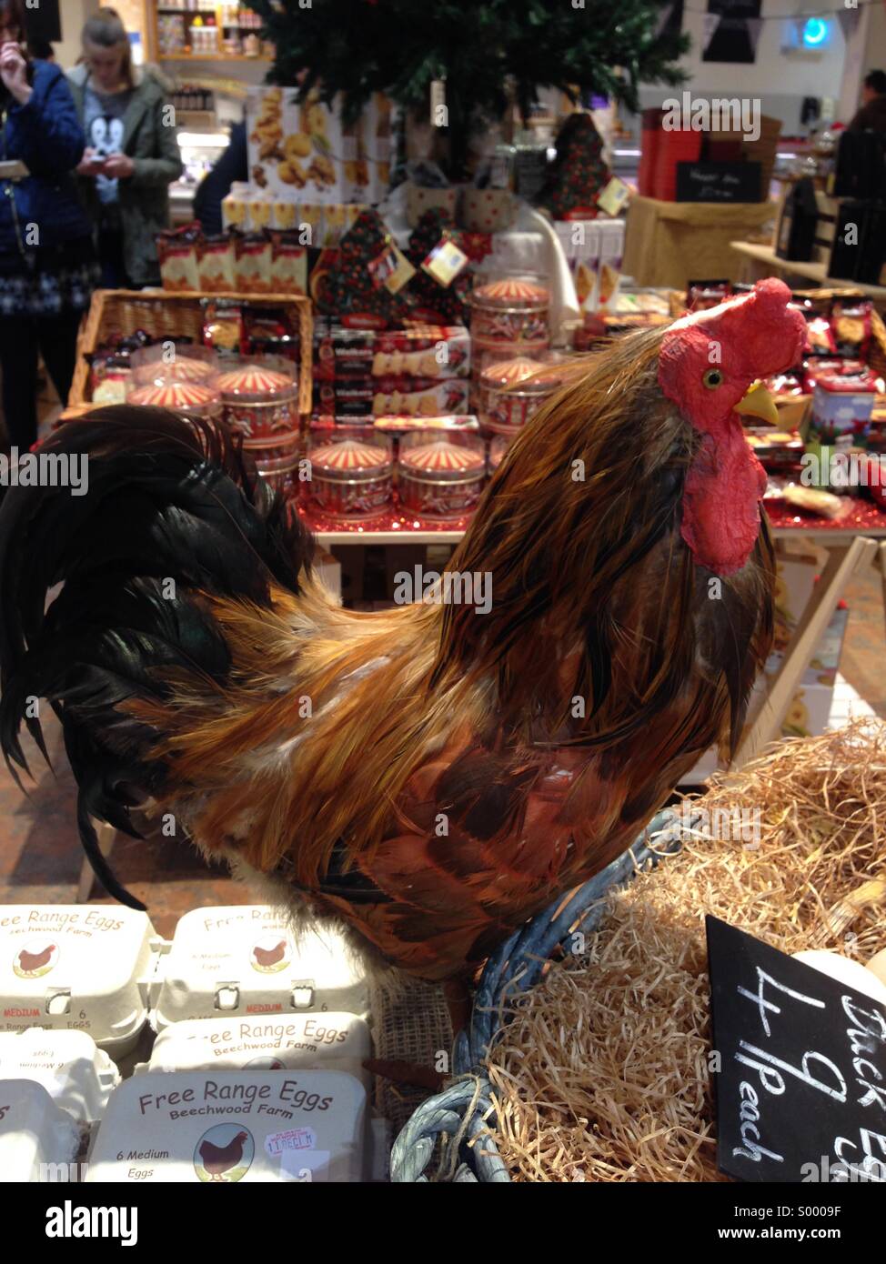 Chicken and cockerel hi-res stock photography and images - Alamy