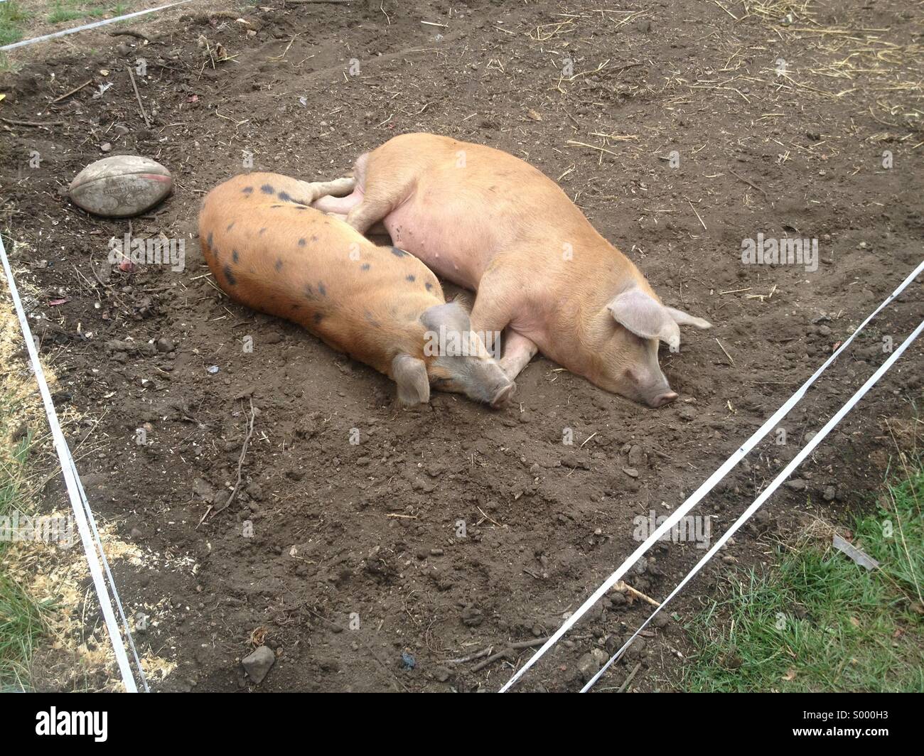Pigs sleep hi-res stock photography and images - Alamy