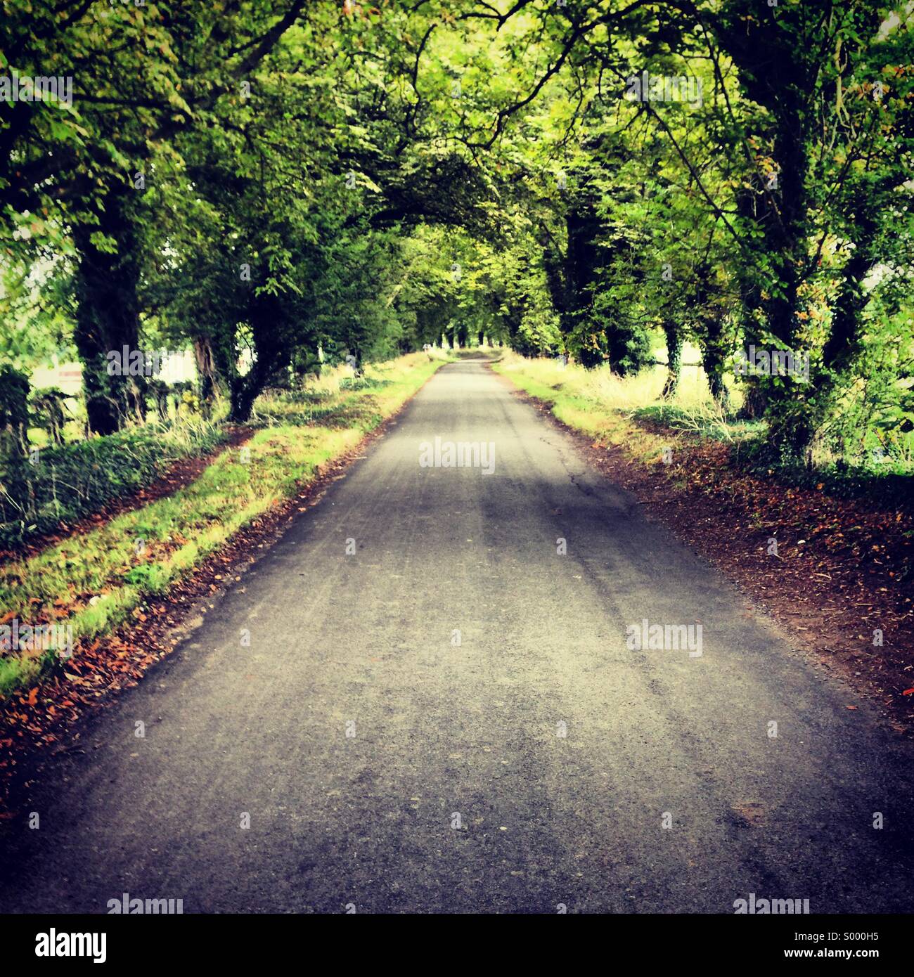 Country lane hi-res stock photography and images - Alamy