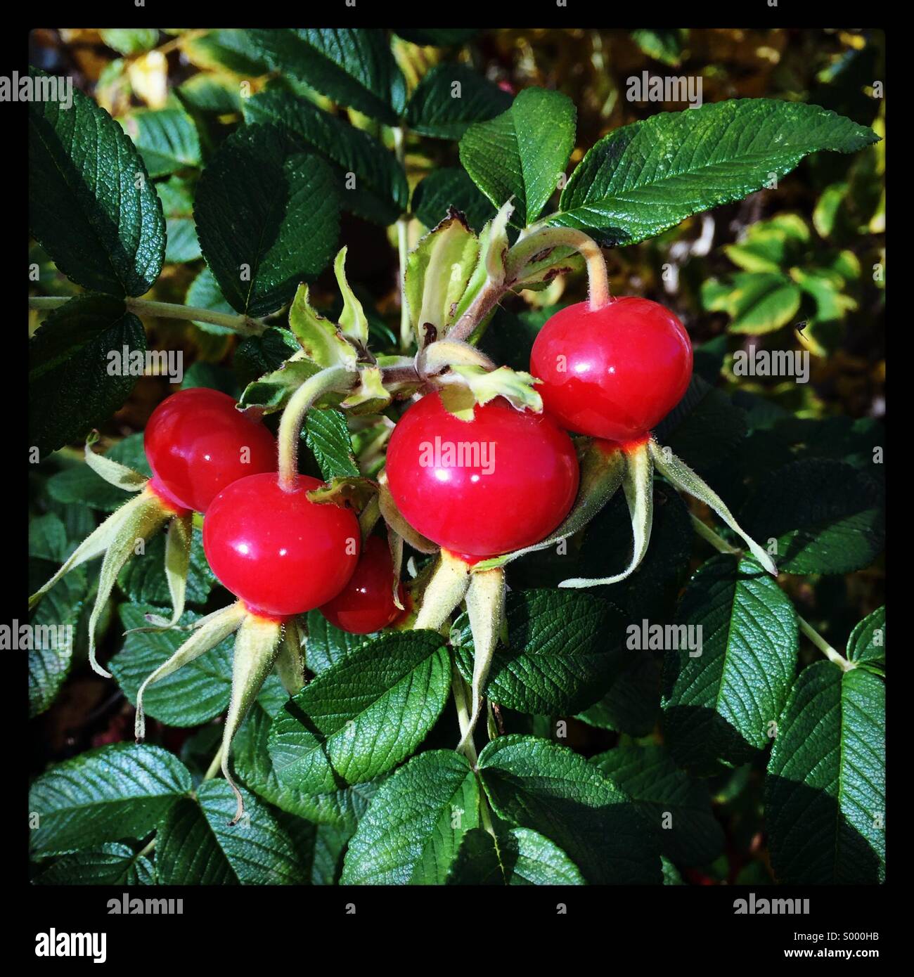 Rose hips plant hi-res stock photography and images - Alamy
