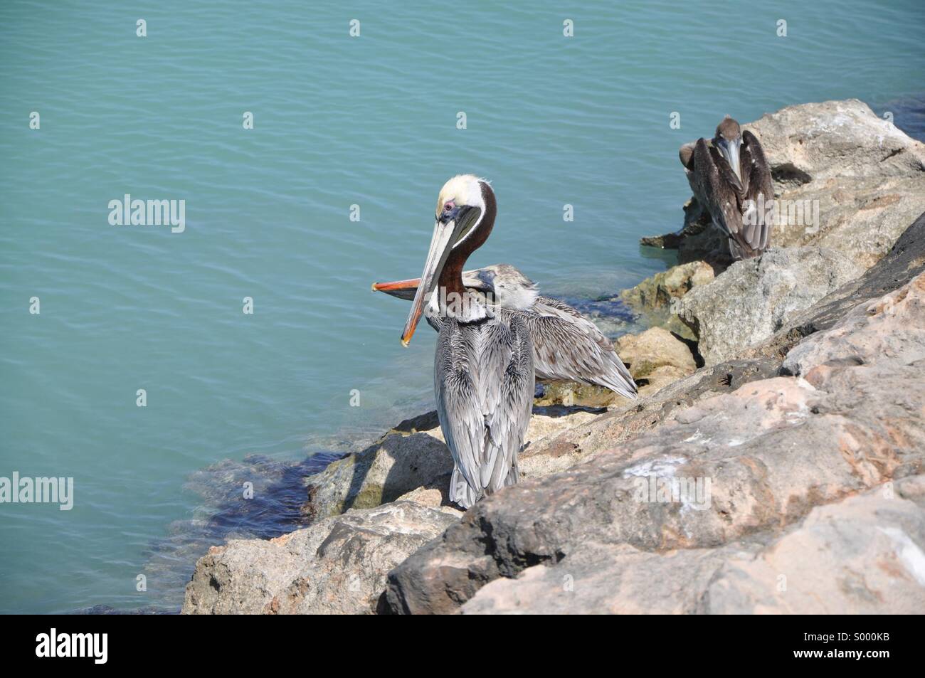 Aruba wildlife hi-res stock photography and images - Alamy