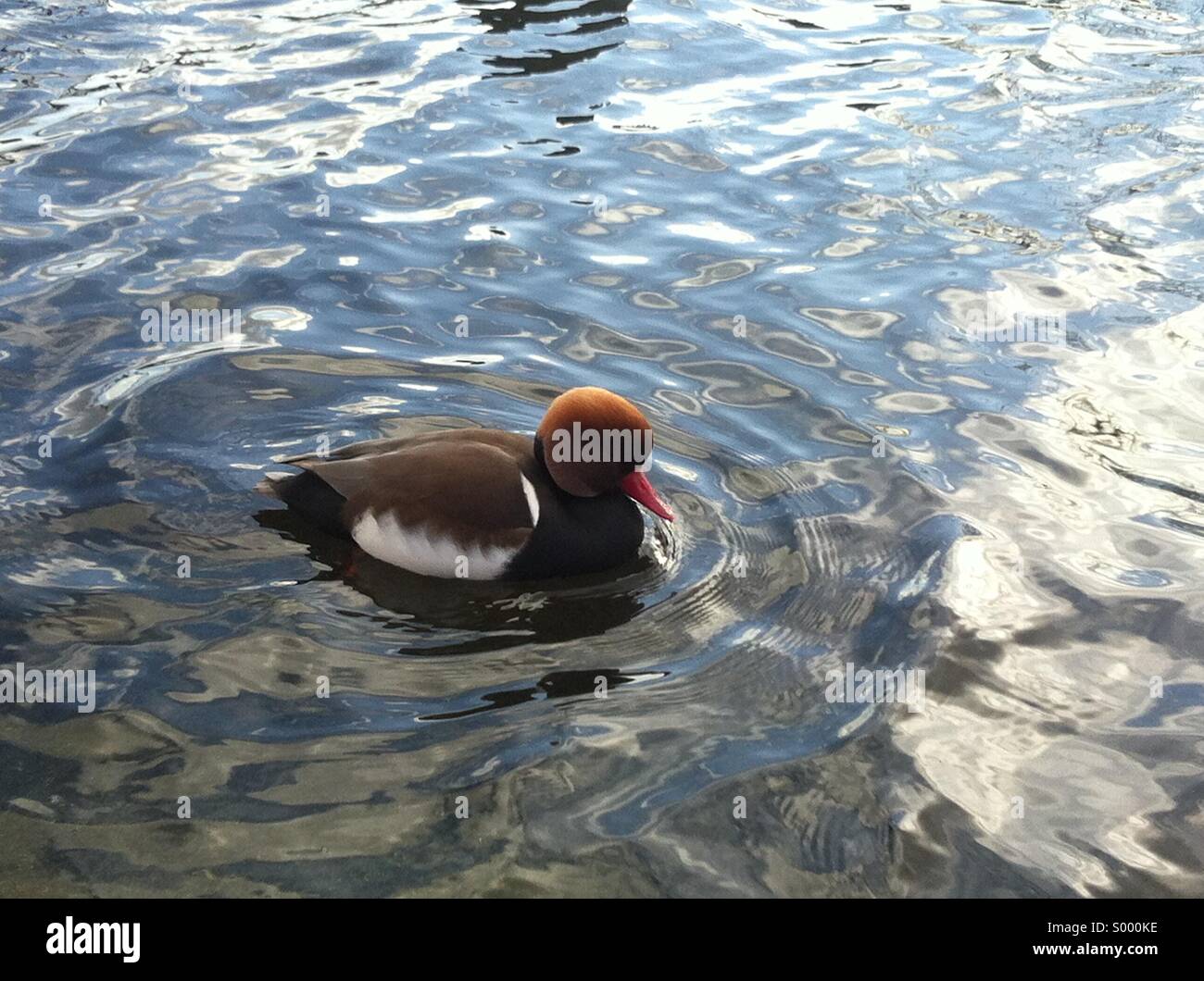 High hairdo hi-res stock photography and images - Alamy