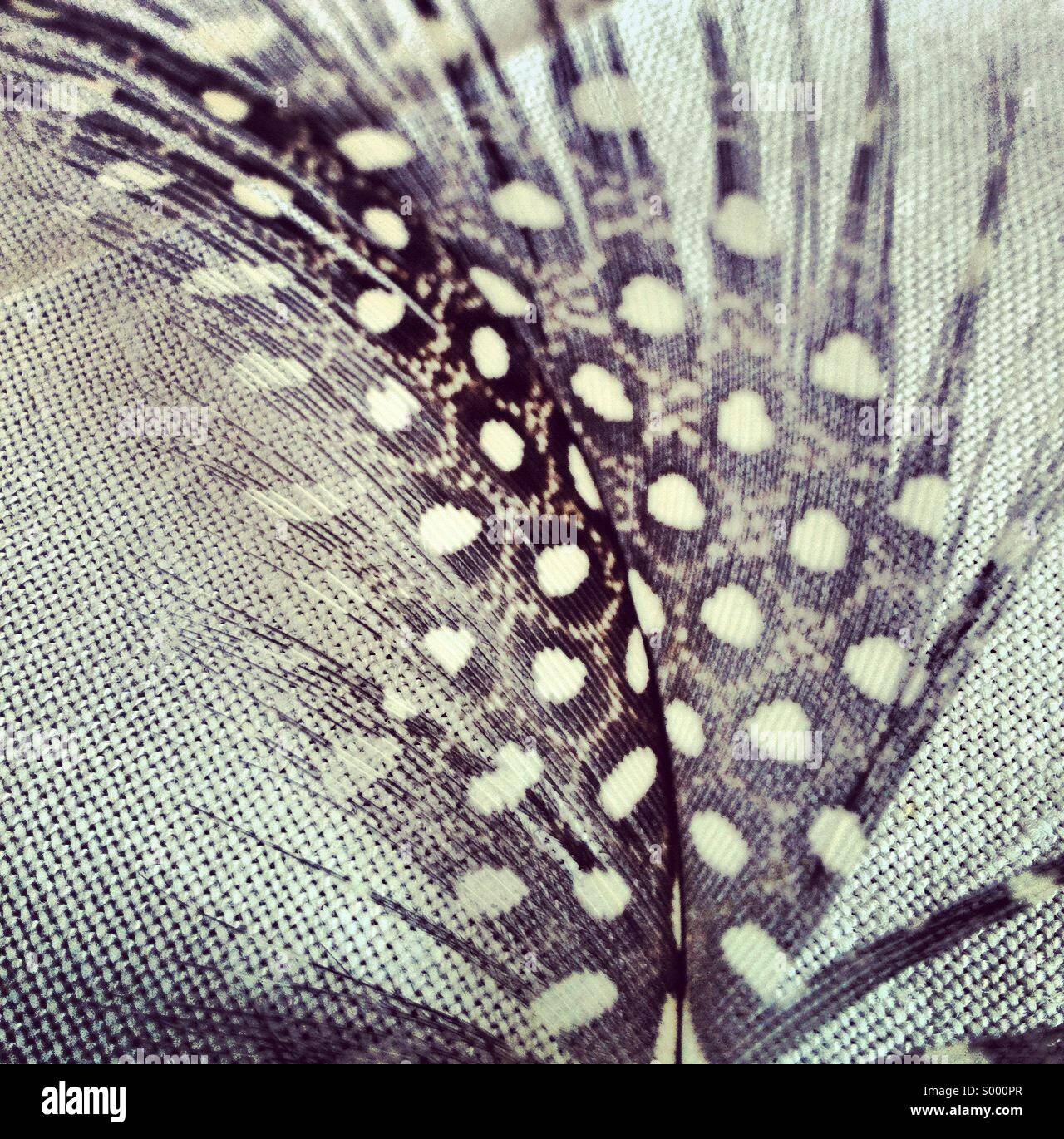 Spotty feather hi-res stock photography and images - Alamy