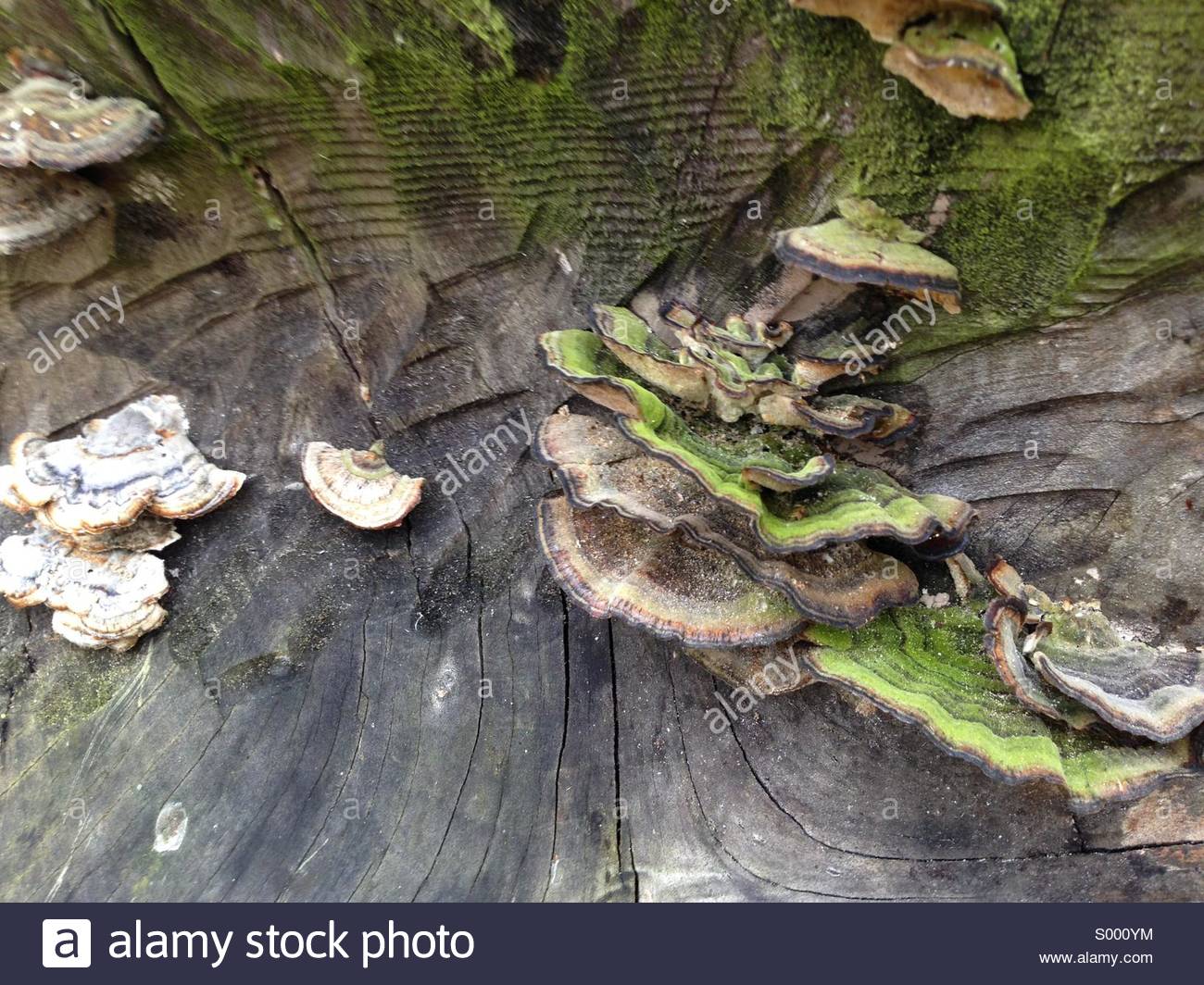 Tree Fungi Stock Photos & Tree Fungi Stock Images - Alamy