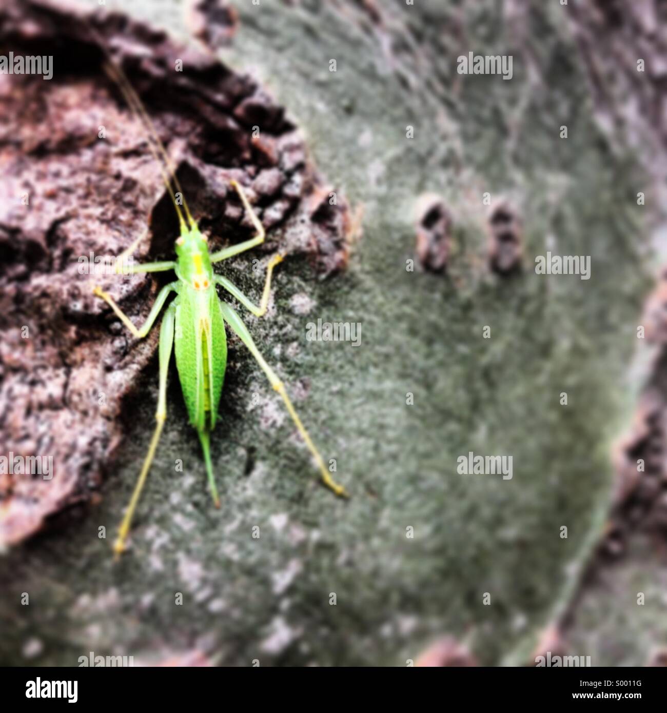 It's a bugs life Stock Photo - Alamy