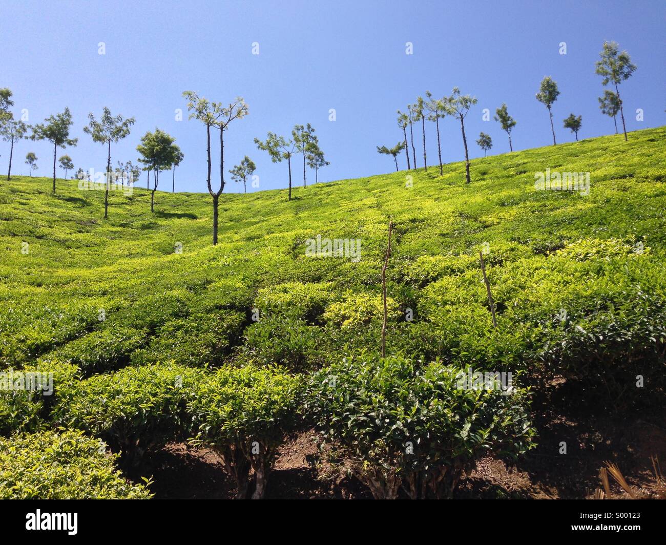 Tea plantation india hi-res stock photography and images - Alamy