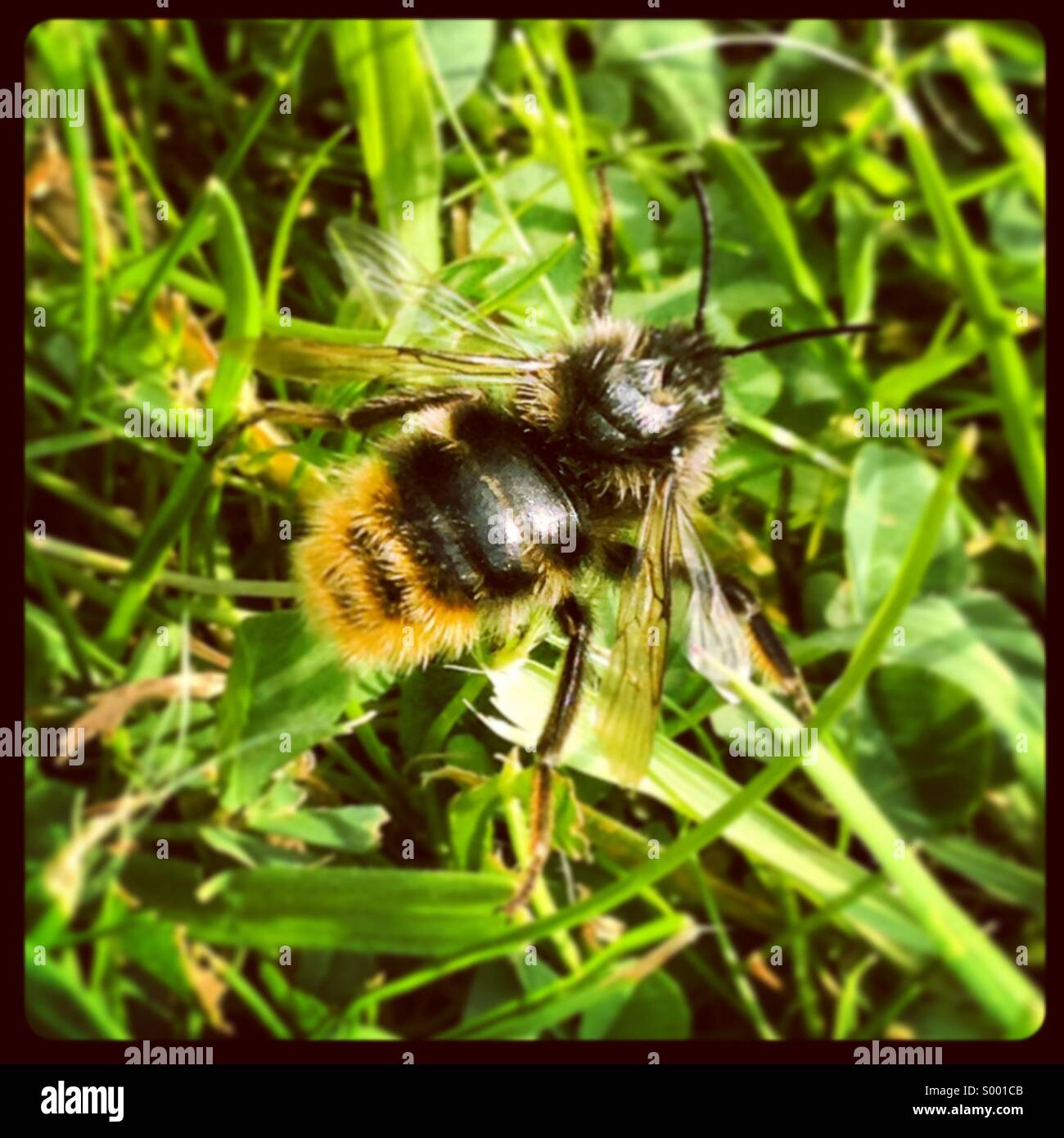 Close up of a bumble bee Stock Photo - Alamy