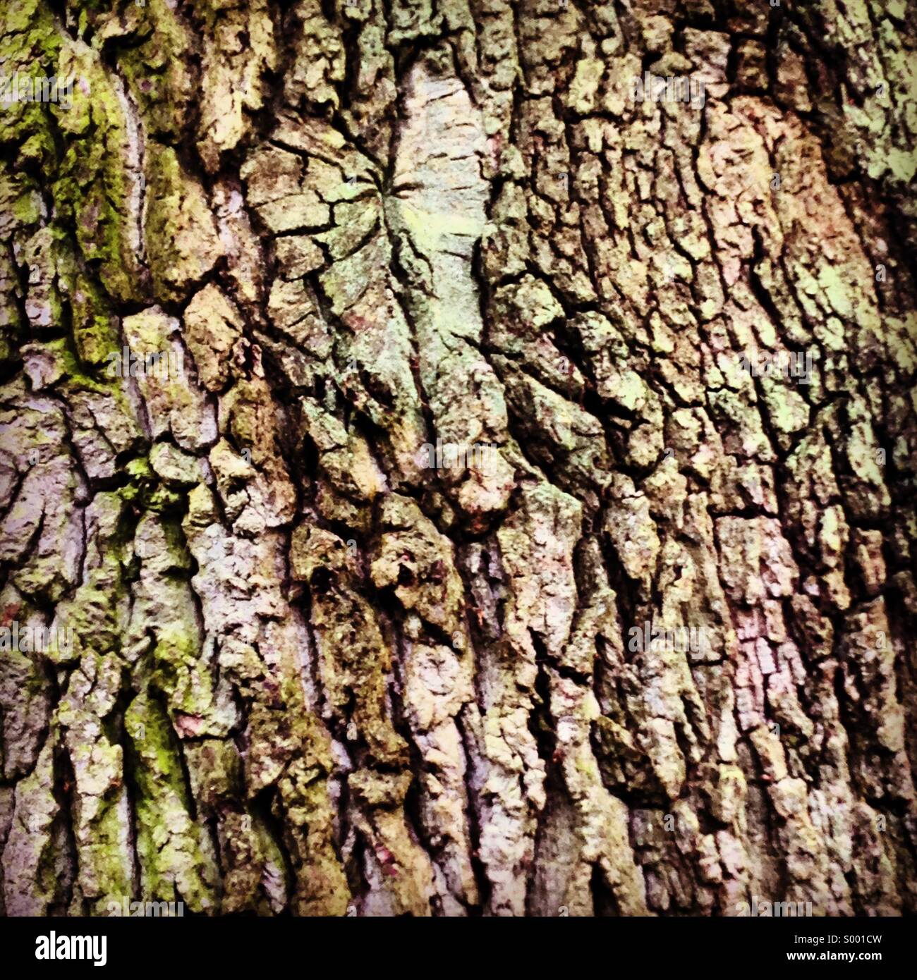 Tree Bark Close Up Stock Photos & Tree Bark Close Up Stock Images - Alamy