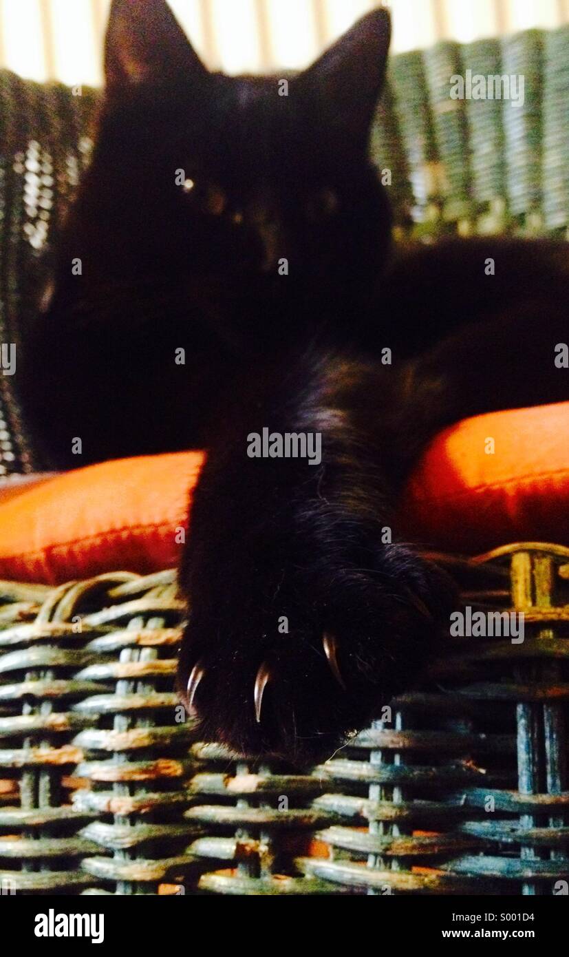 Black claws hi-res stock photography and images - Alamy