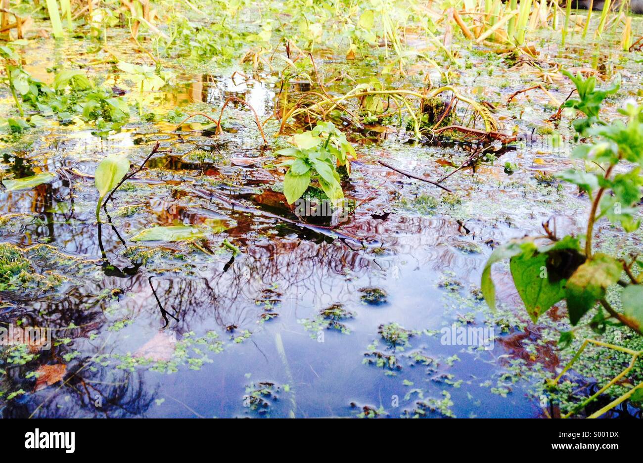 Pond texture hi-res stock photography and images - Alamy
