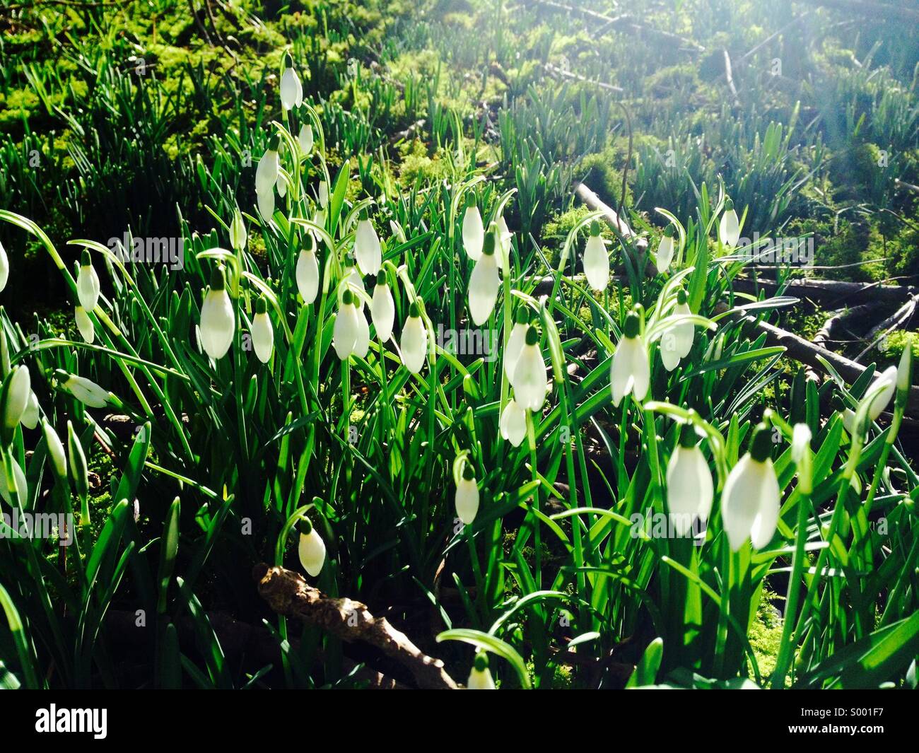 Drops of snow hi-res stock photography and images - Alamy