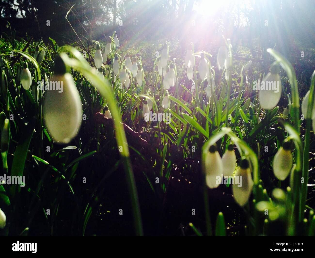 Drops of snow hi-res stock photography and images - Alamy