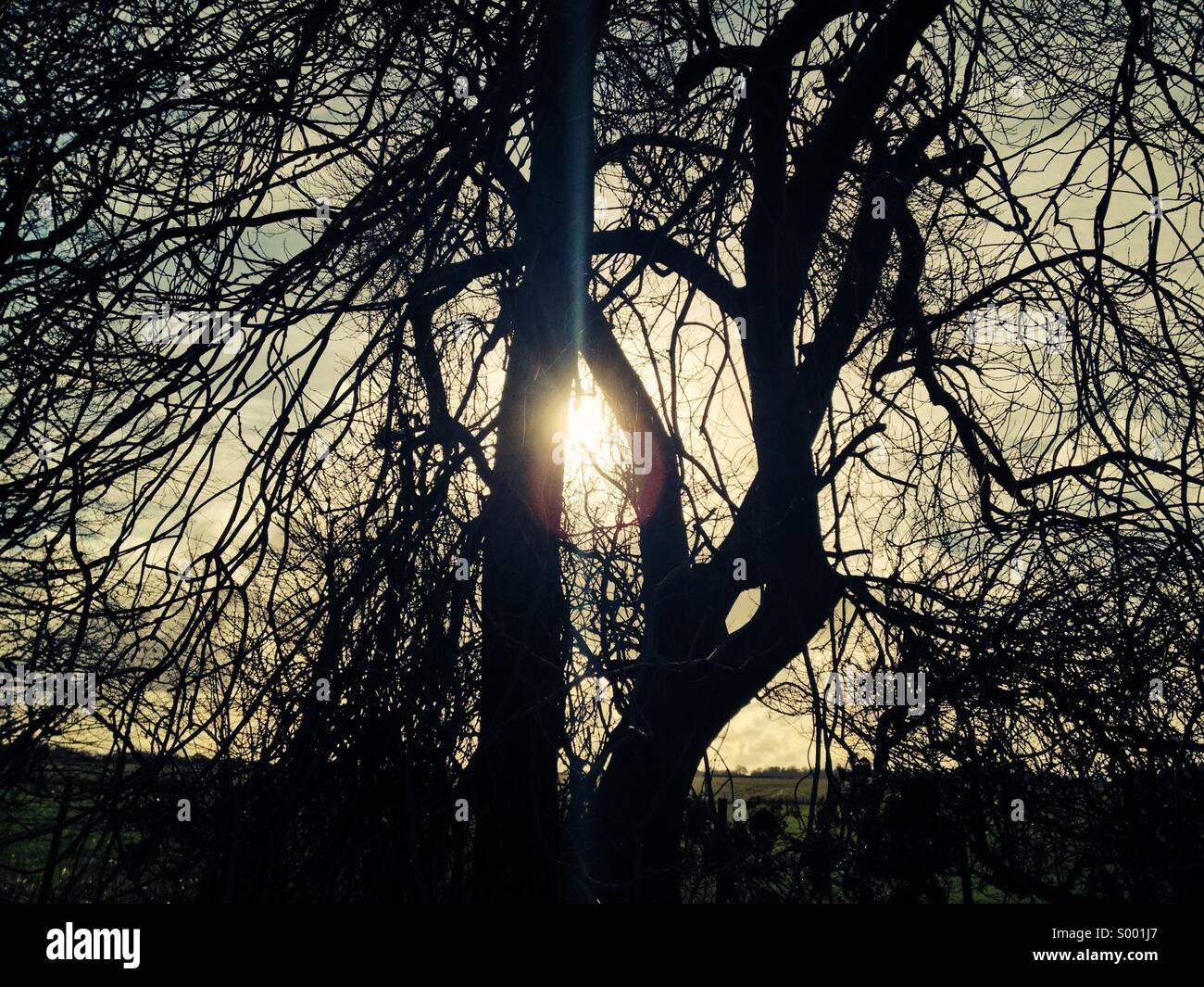 Sunlight and old tree Stock Photo - Alamy
