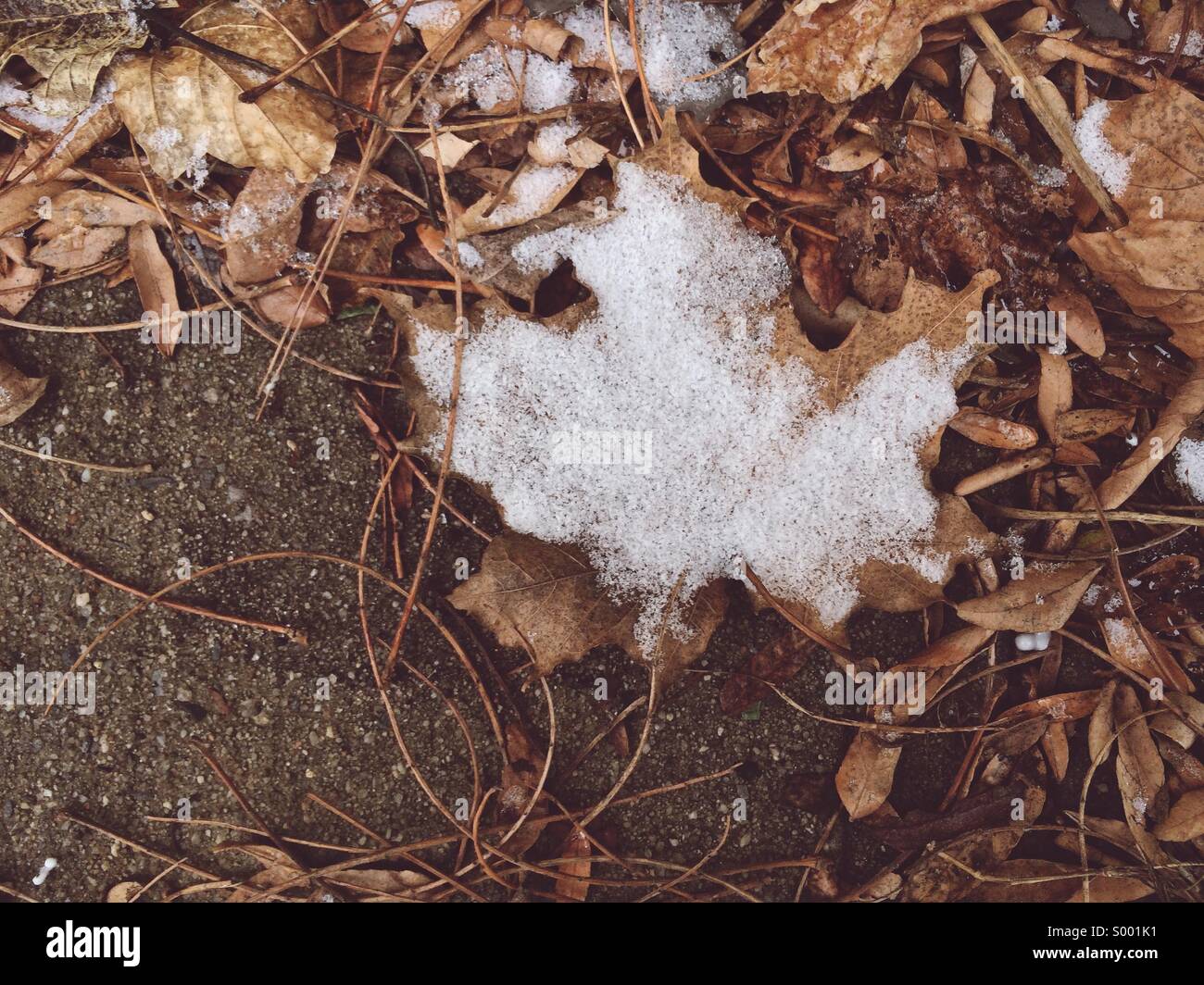 Snow leaf hi-res stock photography and images - Alamy