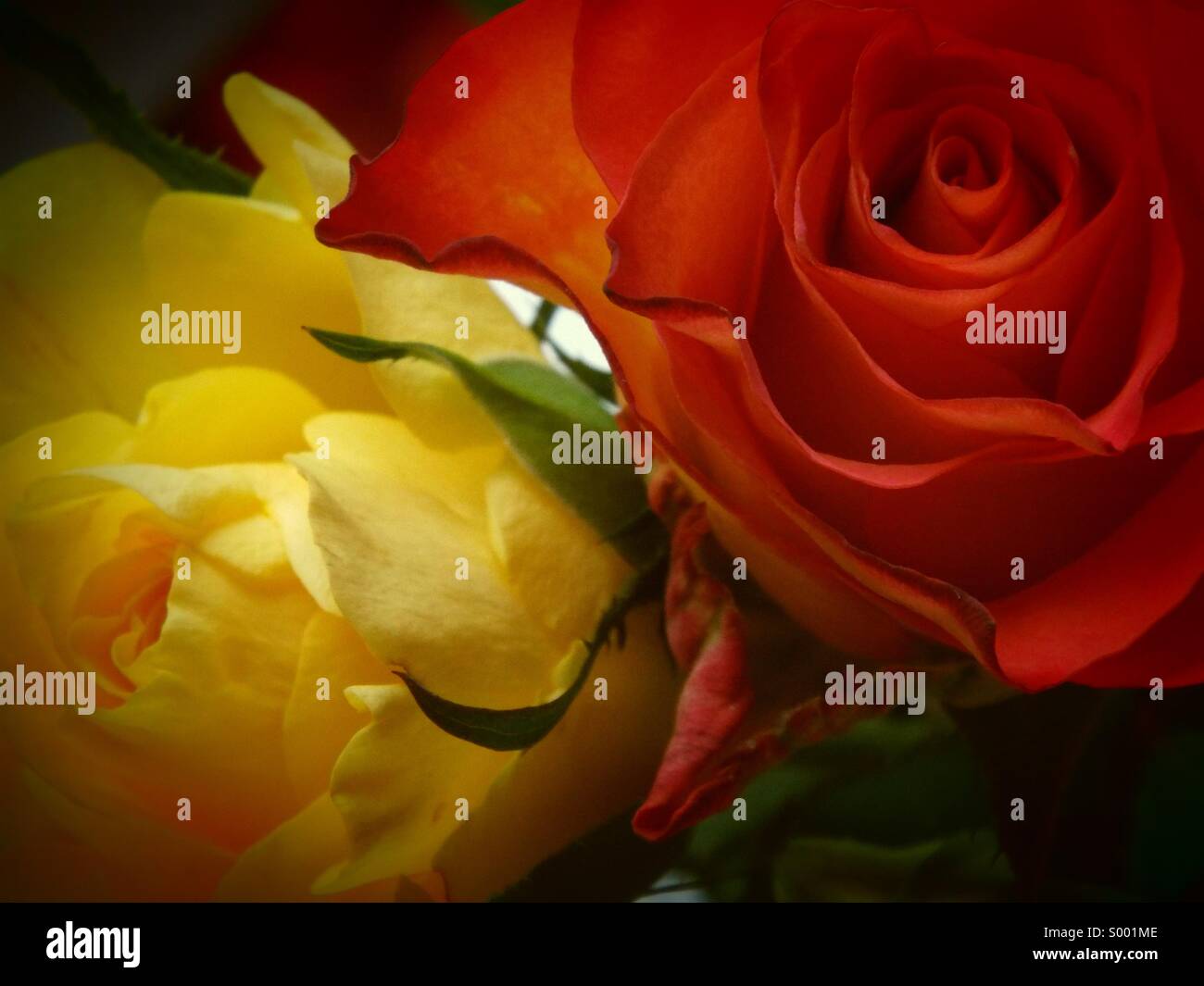 Red & Yellow Roses Stock Photo - Alamy