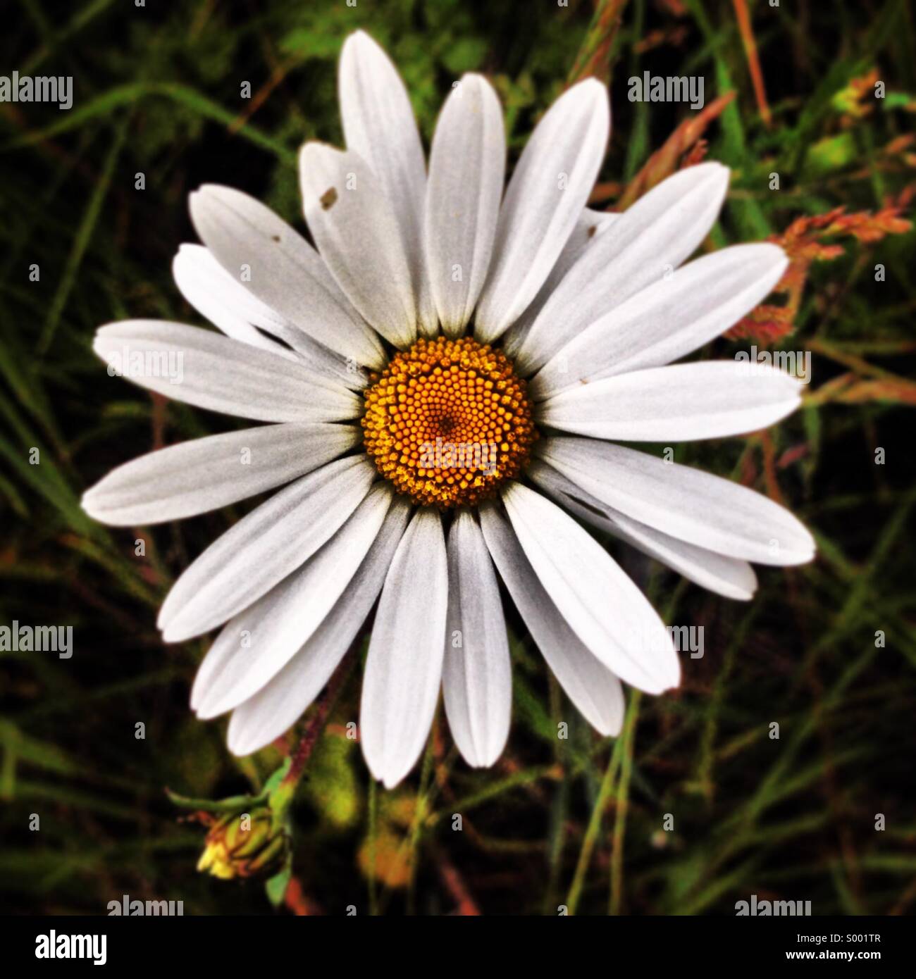 Single Daisy Flower