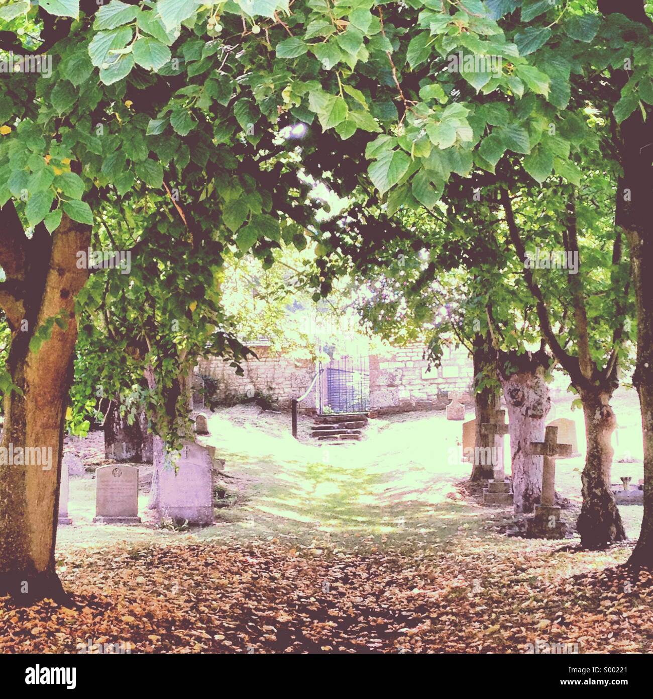 Graveyard trees hi-res stock photography and images - Alamy