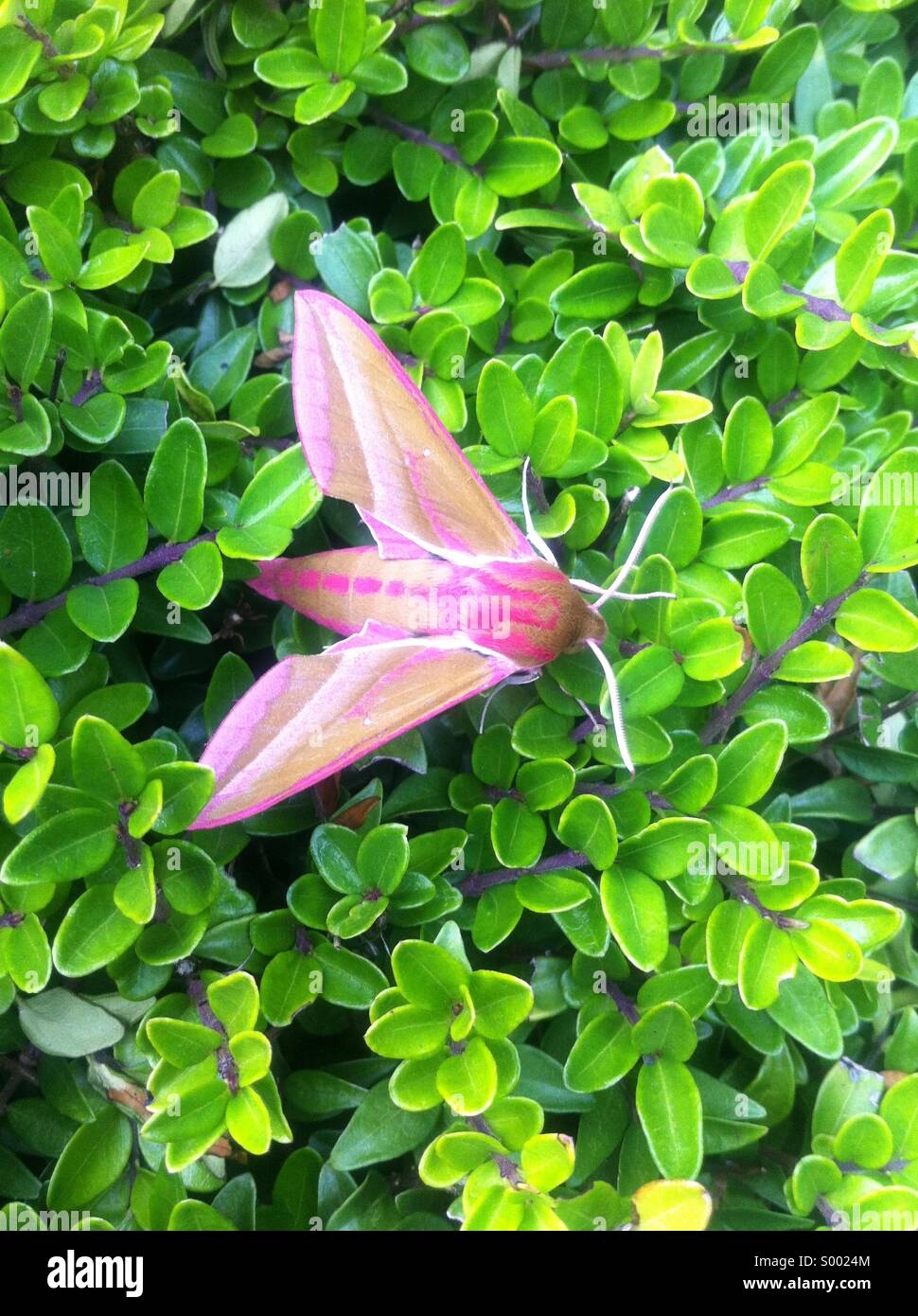 Pink hawk moth hi-res stock photography and images - Alamy