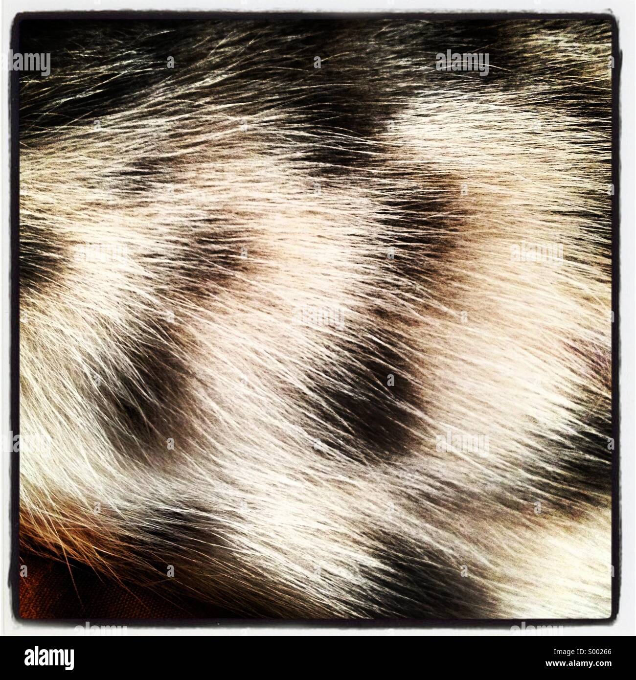 Fur markings with hi-res stock photography and images - Alamy
