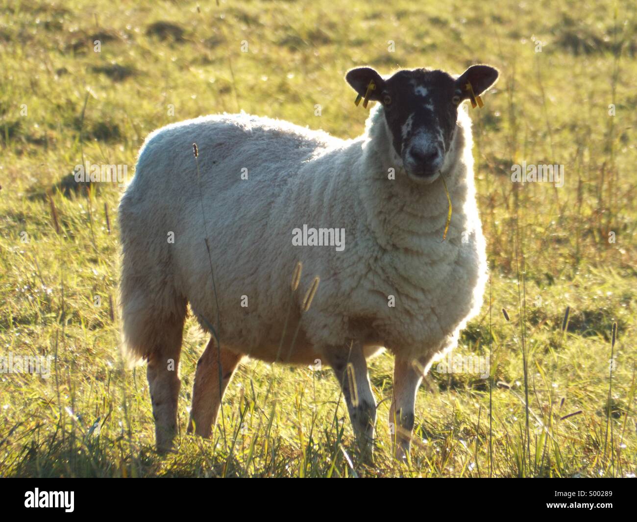 Wooly coat sheep hi-res stock photography and images - Alamy