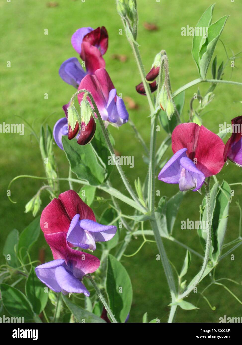 Pea stalk hi-res stock photography and images - Alamy