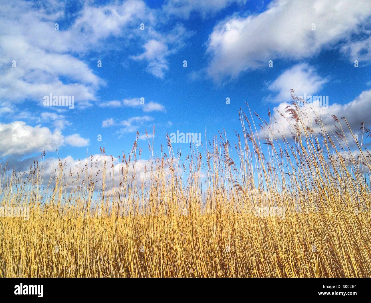 Coastal swamp grass hi-res stock photography and images - Alamy