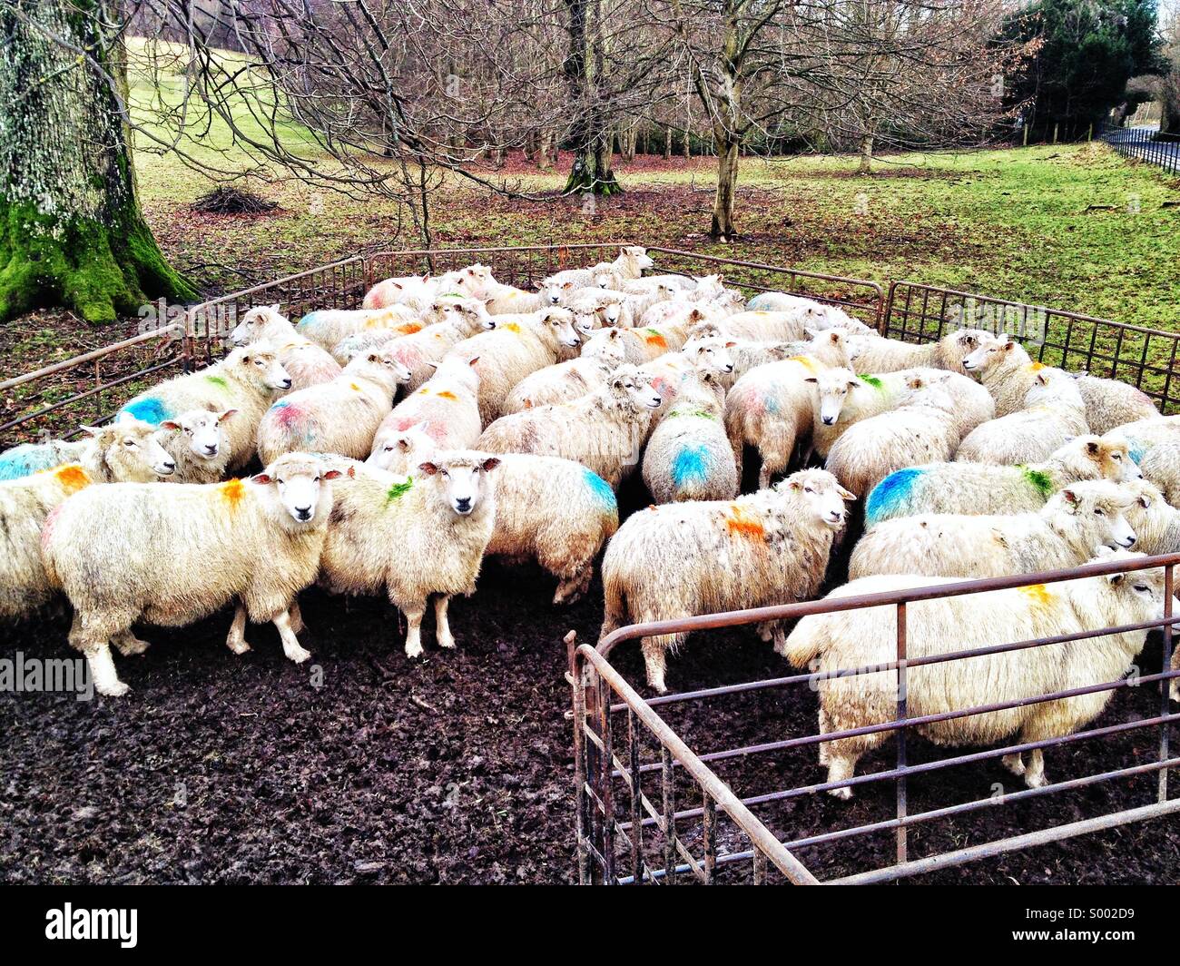 Penned up yews Stock Photo - Alamy