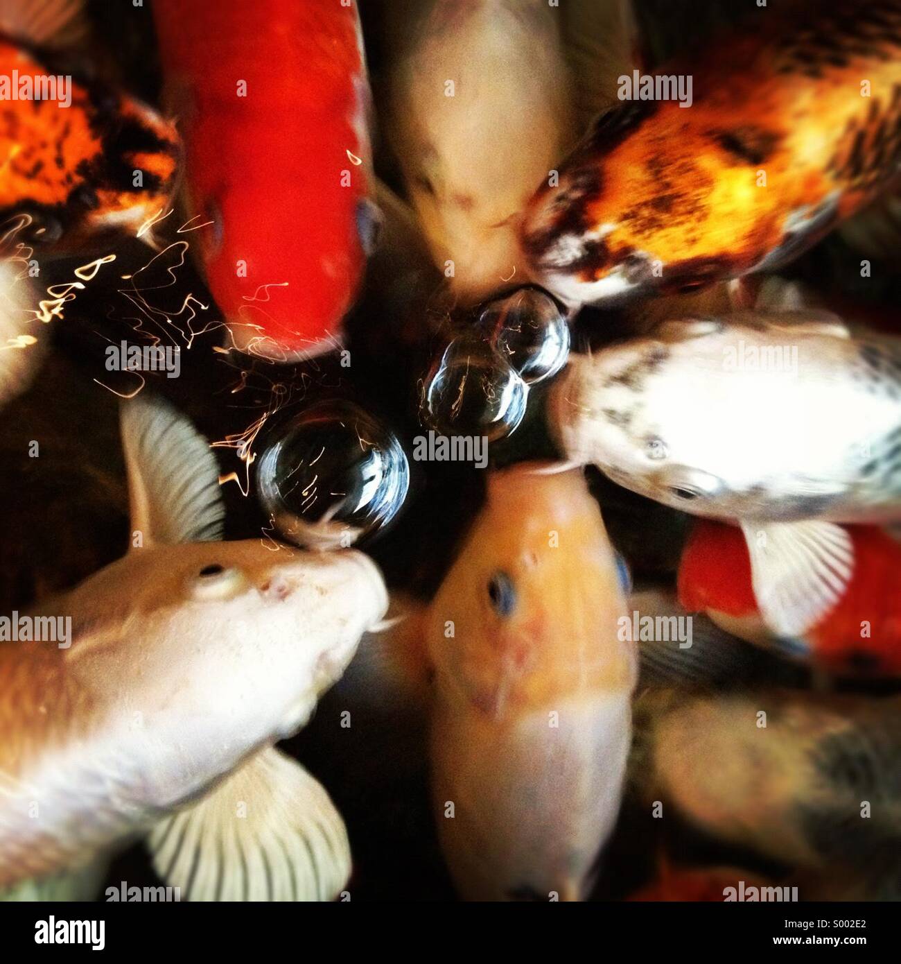 Red Carp High Resolution Stock Photography and Images - Alamy