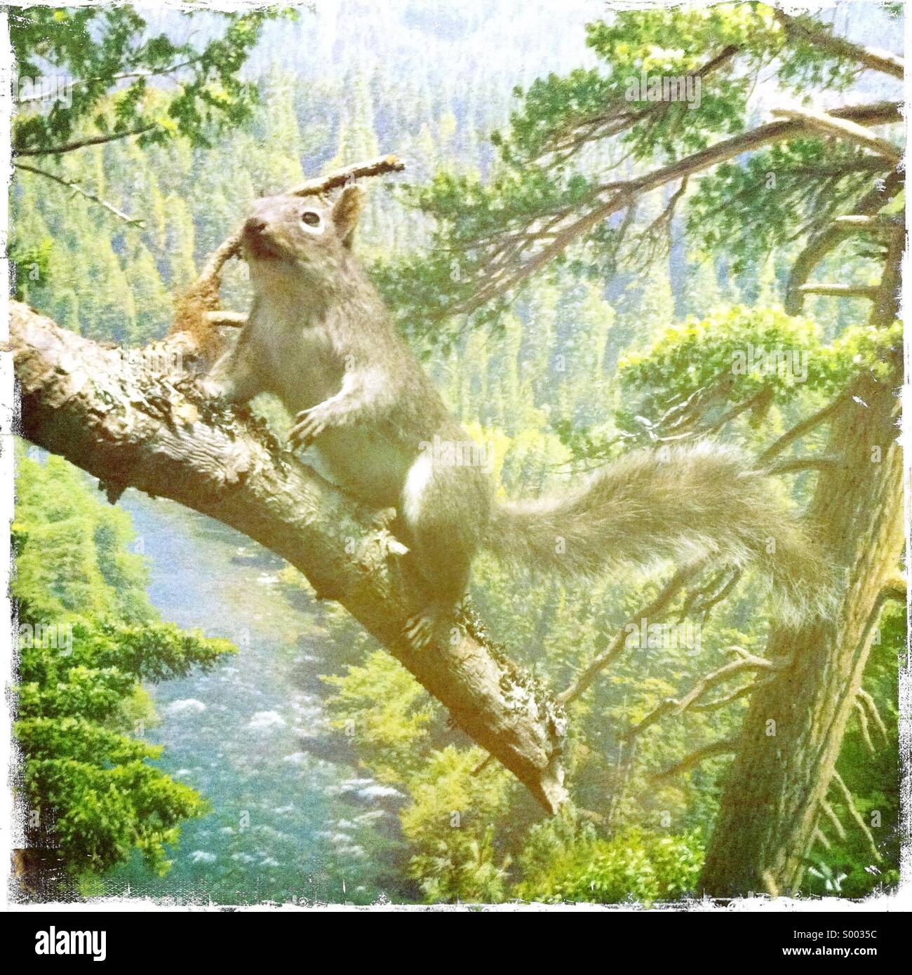 A fake squirrel in a painted environment Stock Photo - Alamy