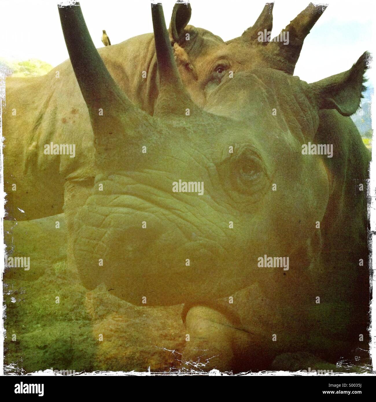 Two fake rhinoceroses in a painted environment Stock Photo - Alamy