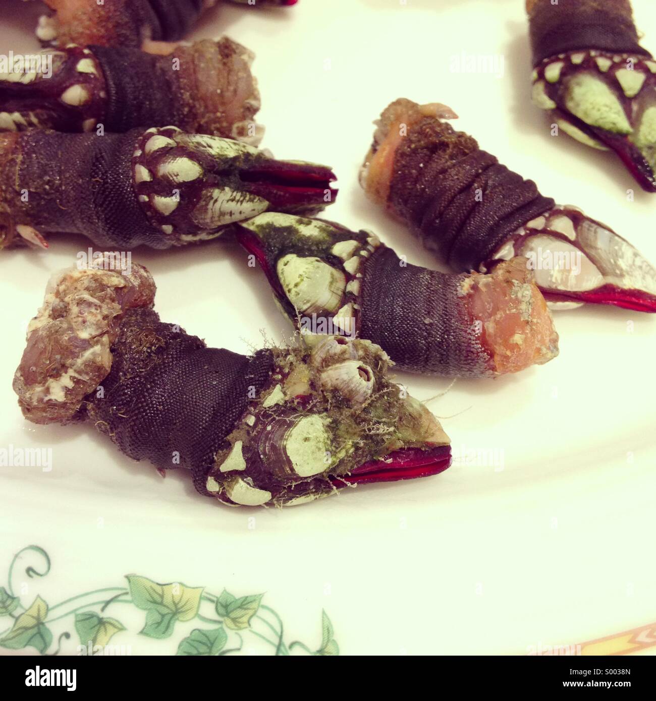 Goose Barnacle Cooked