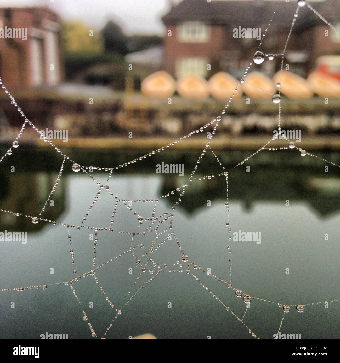 Wet spider net Stock Photo - Alamy