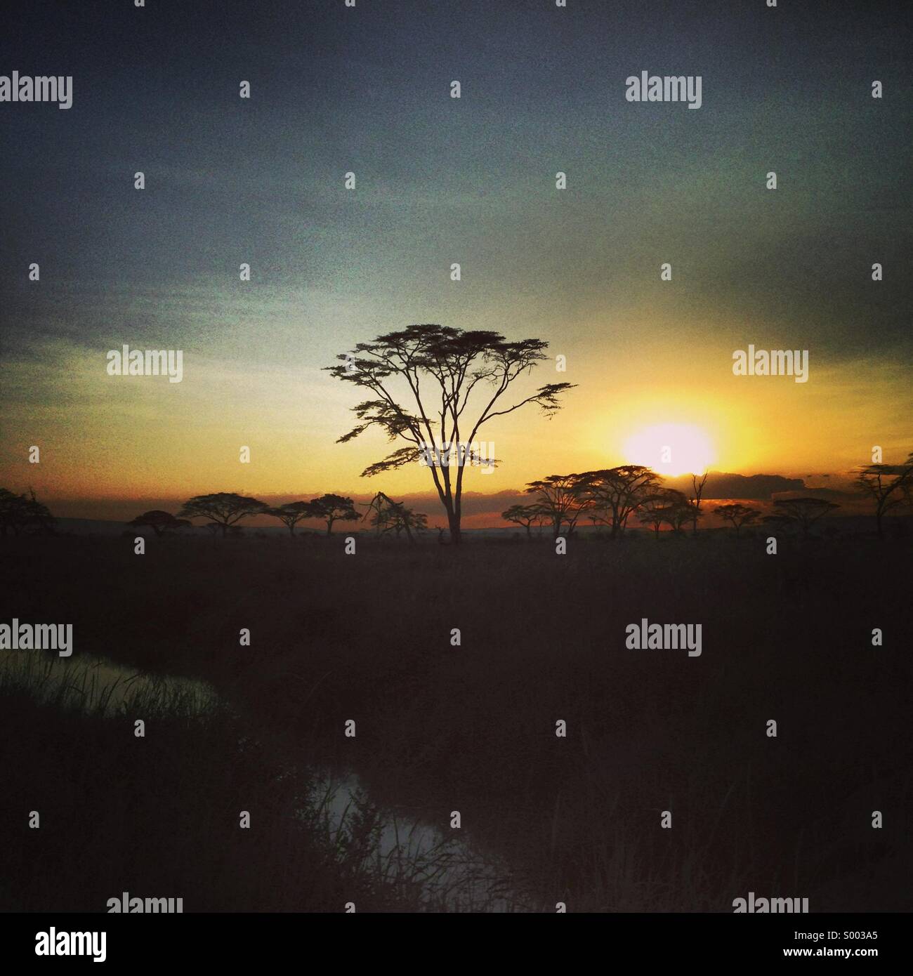 Sunset over savannah Stock Photo - Alamy