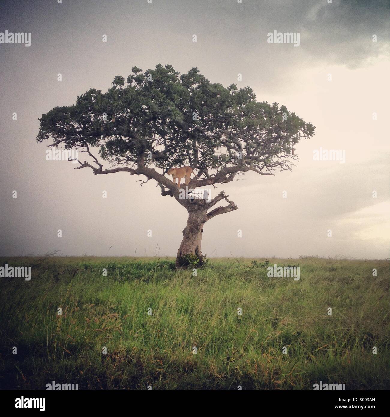 Lion up the tree Stock Photo - Alamy