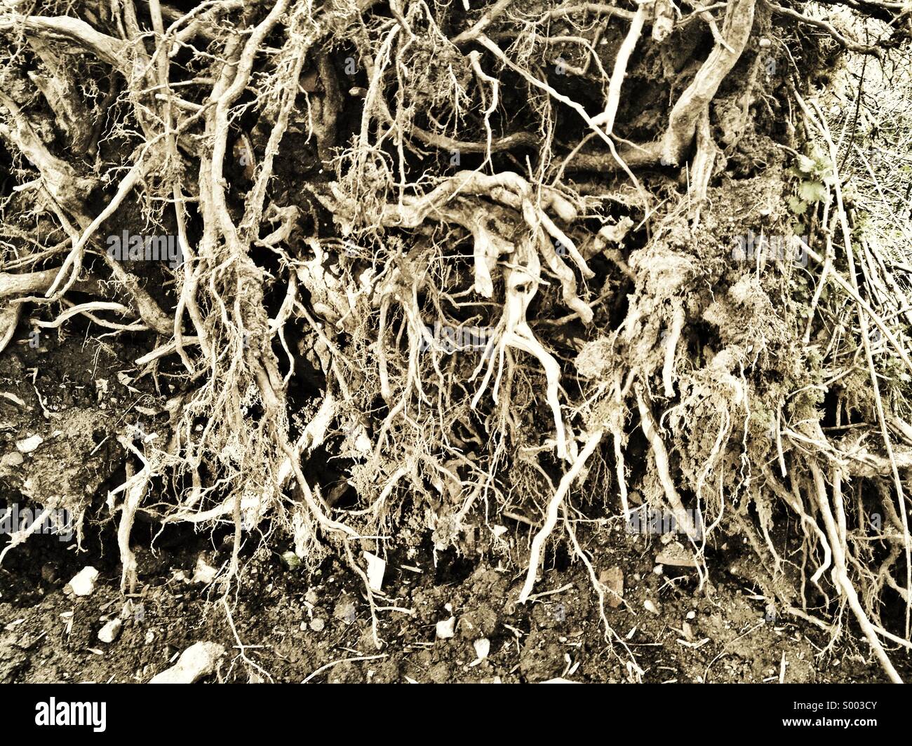Roots texture hi-res stock photography and images - Alamy