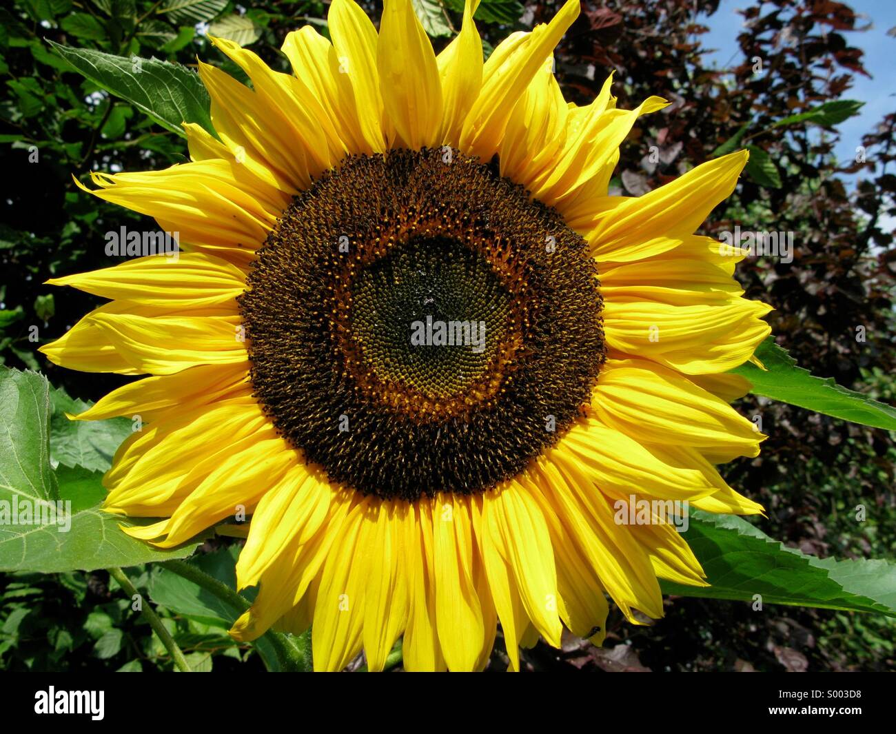 Giant sunflower seeds hi-res stock photography and images - Alamy