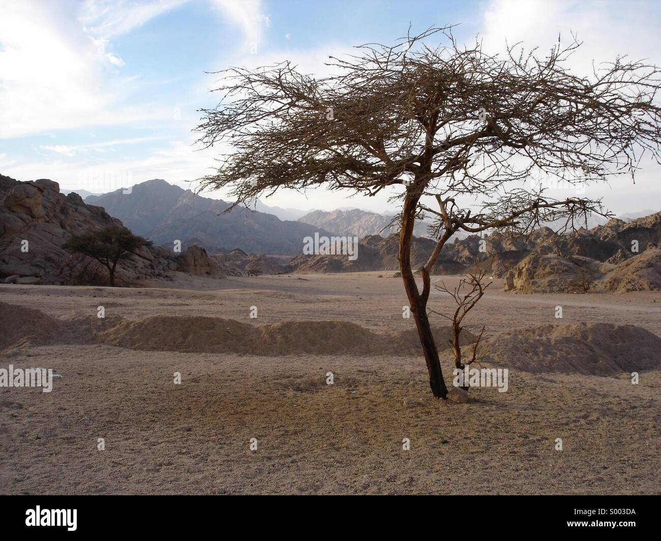 Baron tree hi-res stock photography and images - Alamy