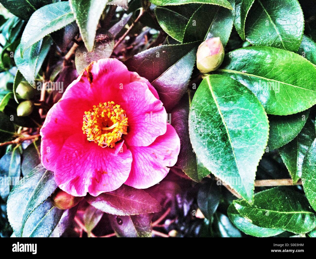Flower close up camelia hi-res stock photography and images - Alamy