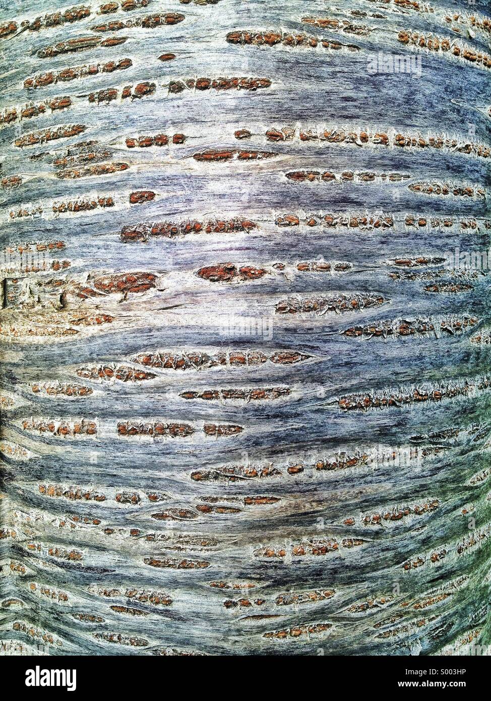 Natural Tree Texture High Resolution Stock Photography and Images - Alamy